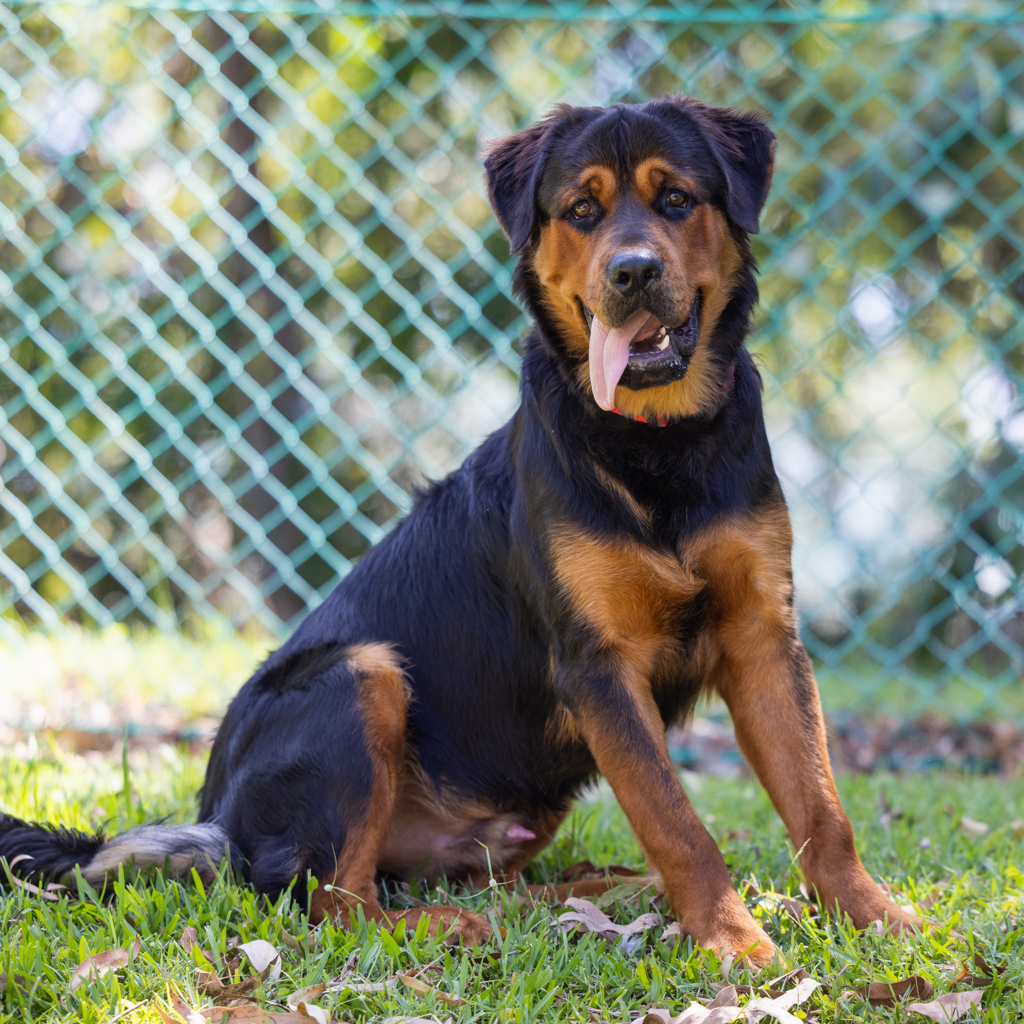 Bluey - Large Male German Shepherd x Rottweiler Mix Dog in QLD - PetRescue