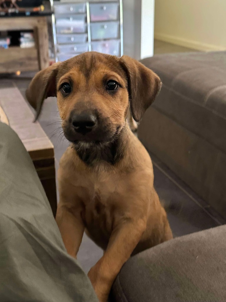 Mac - Medium Male Mixed breed Dog in WA - PetRescue