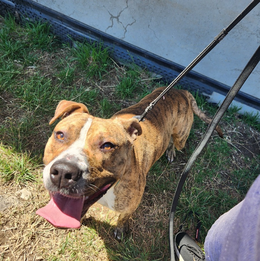 Banjo (65007) - Medium Male American Staffordshire Terrier Mix Dog in ...