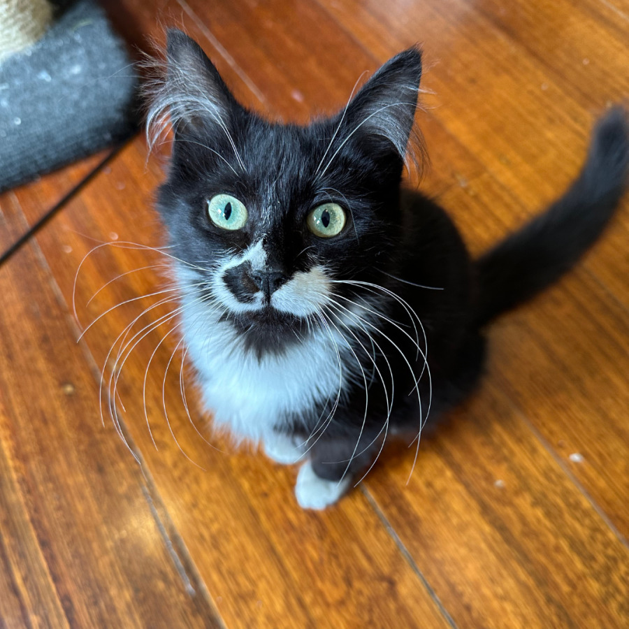 Poppy - Female Domestic Long Hair (DLH) Cat in VIC - PetRescue