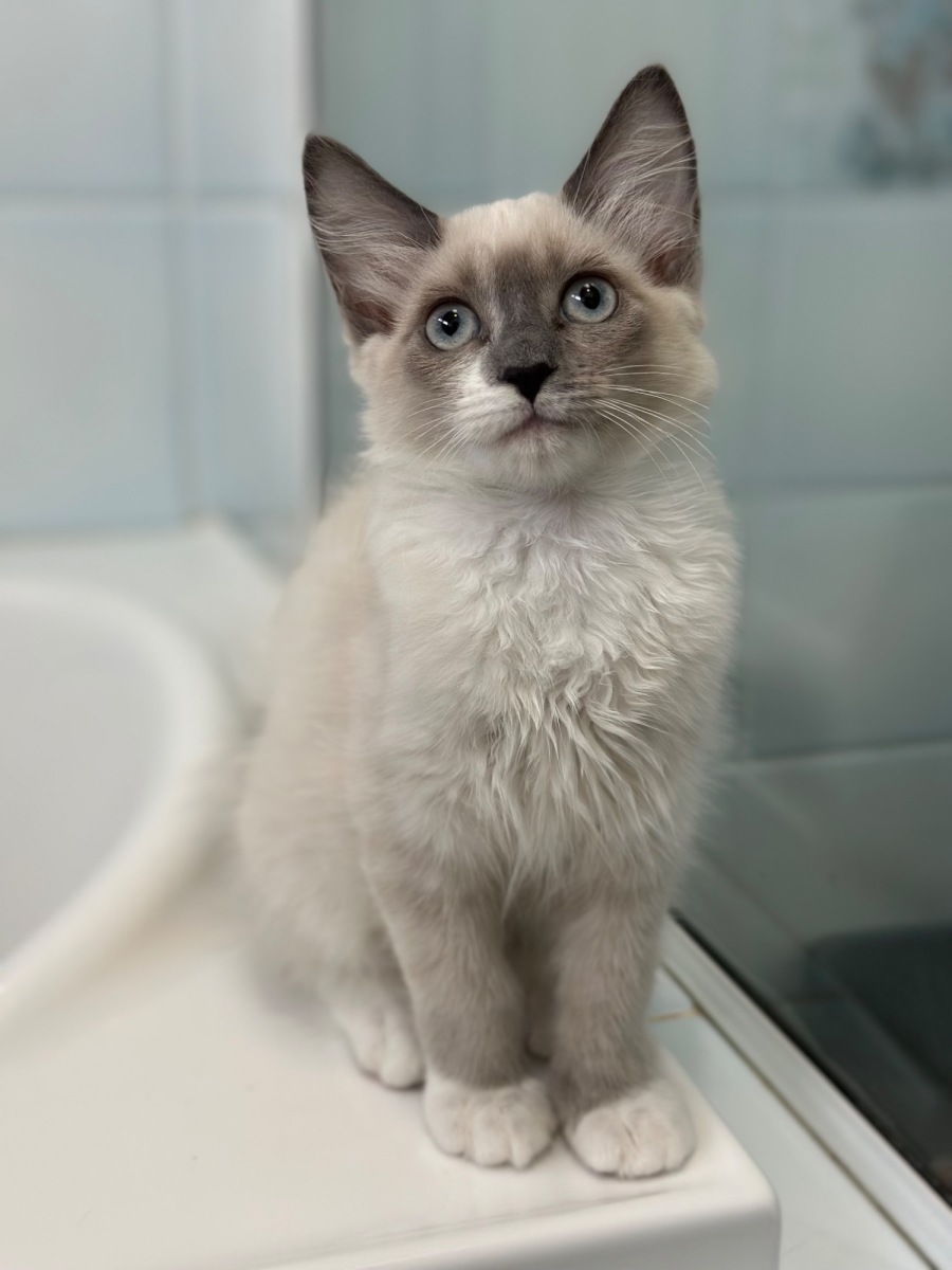 Nessa - Female Ragdoll Mix Cat in NSW - PetRescue