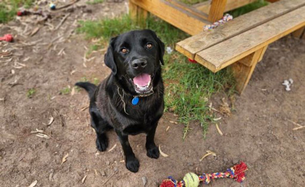 Benson - Medium Male Labrador Mix Dog in VIC - PetRescue