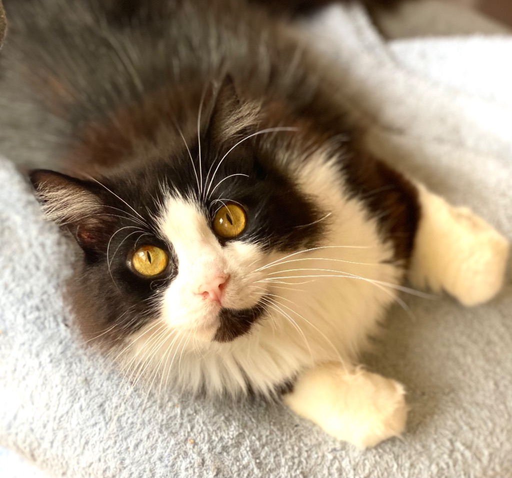 Chase Brushtail - Male Domestic Long Hair (DLH) Cat in VIC - PetRescue