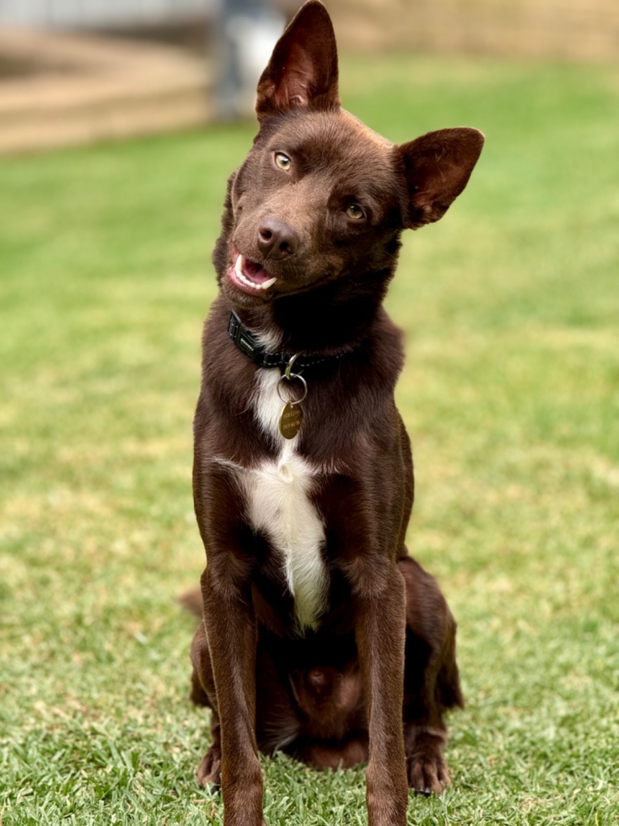 Max Brenner 🍫 - Medium Male Australian Kelpie x Australian Koolie Mix ...