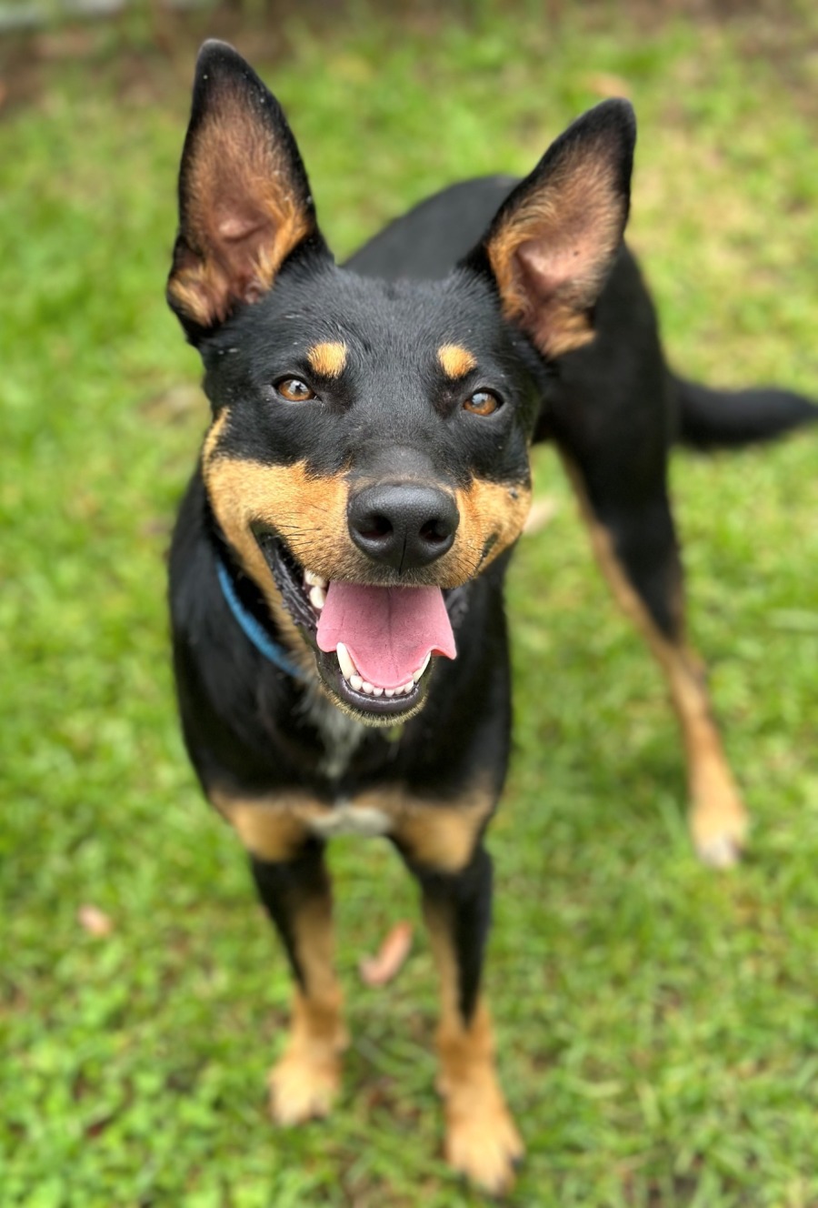 Snoozer - Medium Male Australian Kelpie Dog in NSW - PetRescue