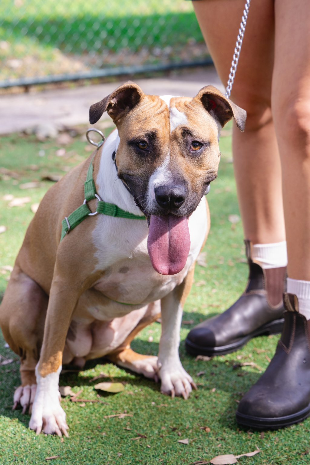 Junie - Medium Female Crossbreed x Staffordshire Terrier Mix Dog in NSW ...