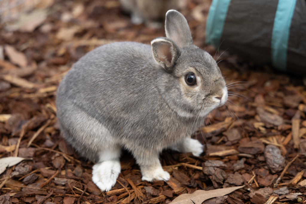 Chiku - Male Dwarf Mix Rabbit in NSW - PetRescue