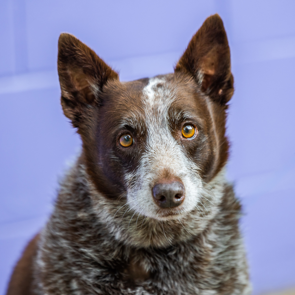 Bella - Medium Female Smithfield Cattle Dog Mix Dog in QLD - PetRescue
