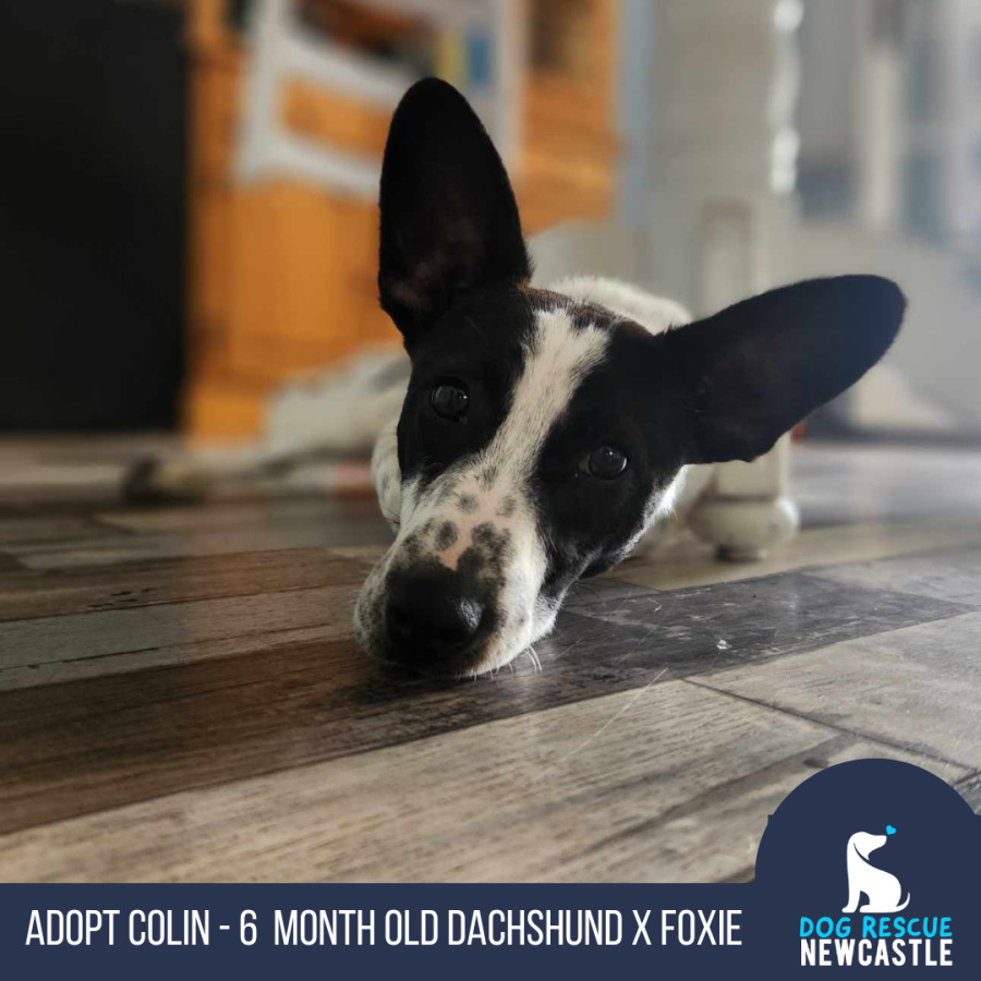 Colin - 6 Month Old Dachshund x Foxie - Small Male Dachshund x Fox ...