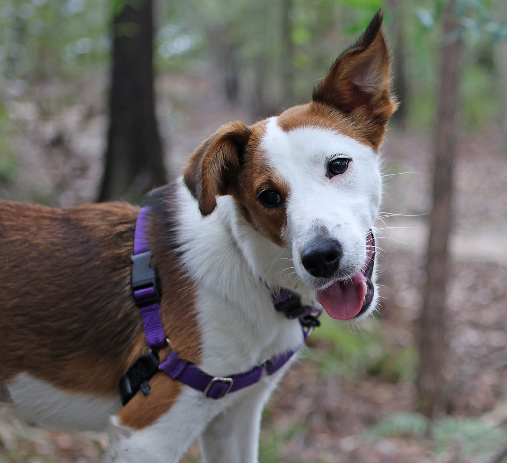 Lady - Medium Female Kelpie Mix Dog in QLD - PetRescue