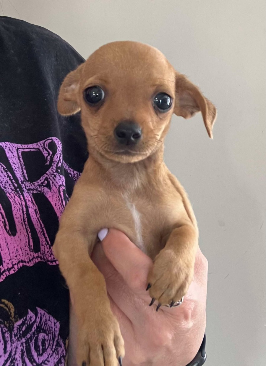 Pepito - Small Male Chihuahua Mix Dog in NSW - PetRescue