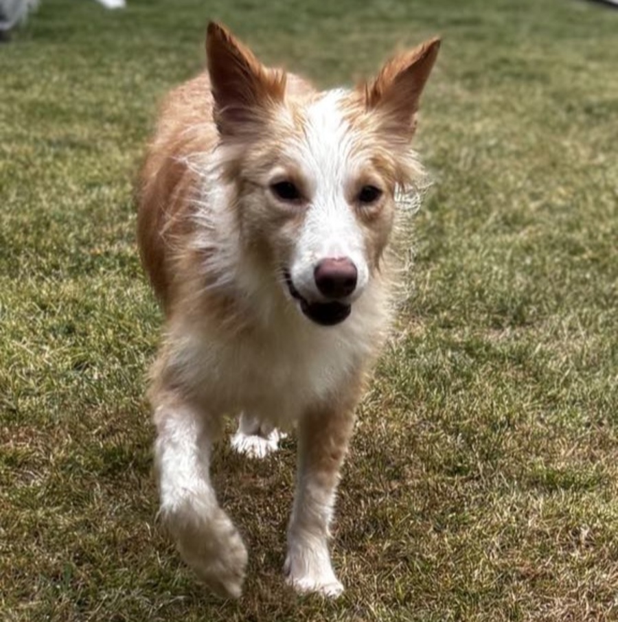 Morris - Medium Male Border Collie Dog in NSW - PetRescue