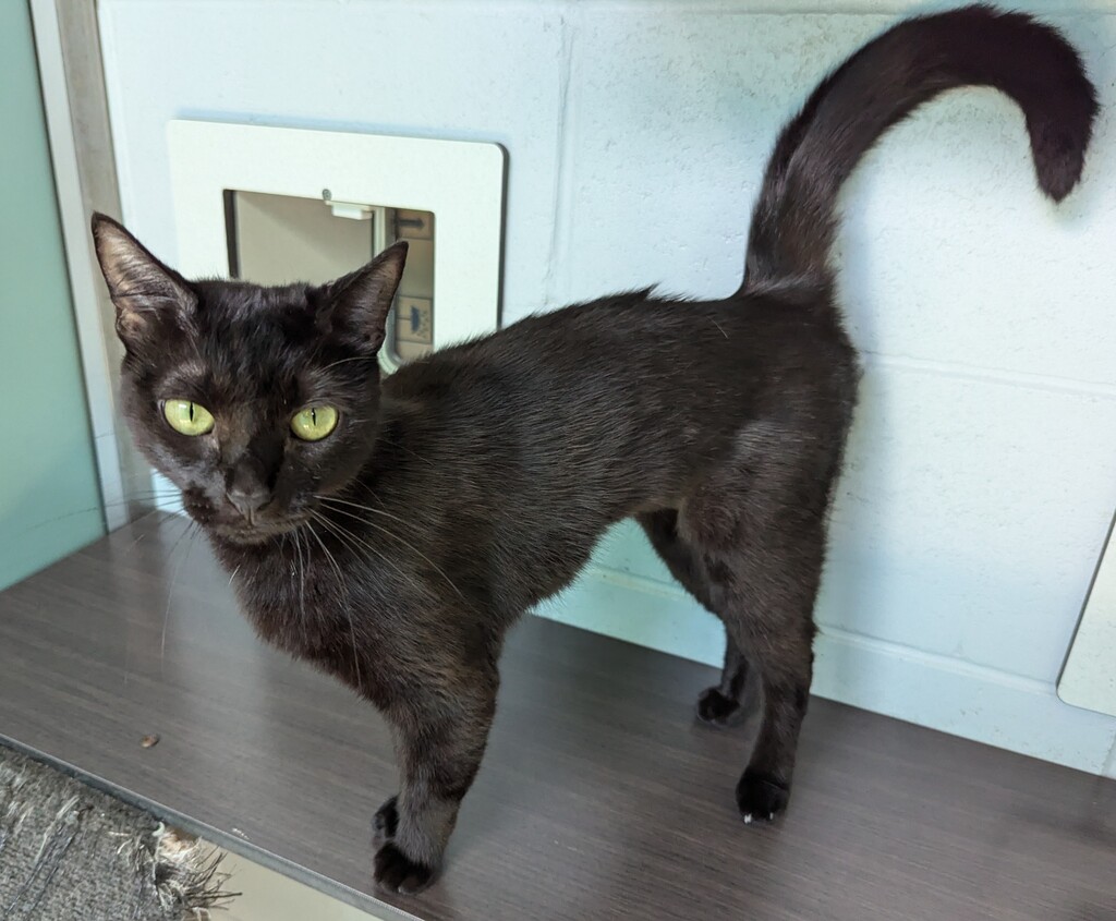 Ink - Female Domestic Short Hair Mix Cat in QLD - PetRescue