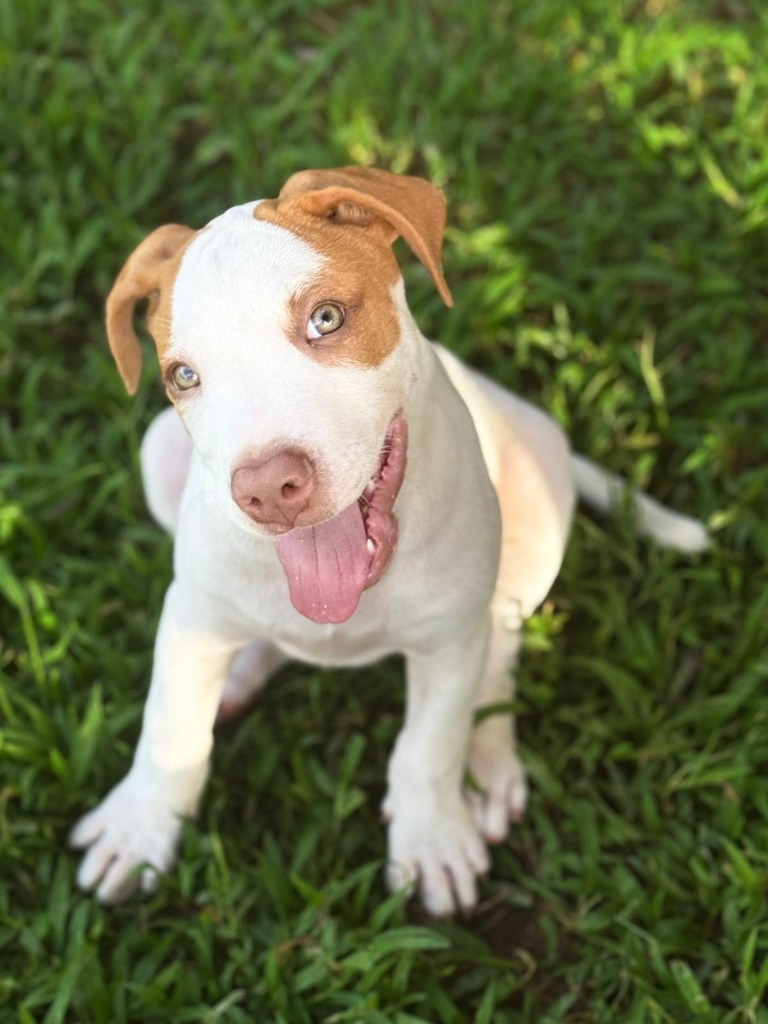 Reggie/Jingle - Medium Male Mixed breed Mix Dog in QLD - PetRescue