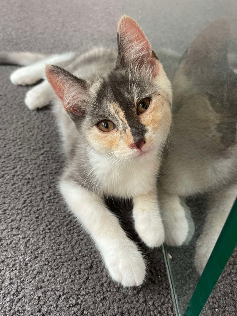 Stella - Female Domestic Short Hair (DSH) Cat in VIC - PetRescue