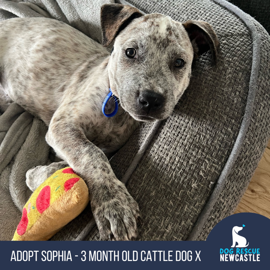 Sophia - 3 Month Old Cattle Dog X - Large Female Australian Cattle Dog ...