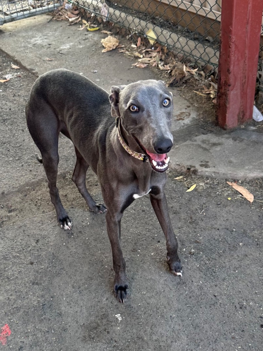 Benny - Medium Male Whippet Dog in VIC - PetRescue