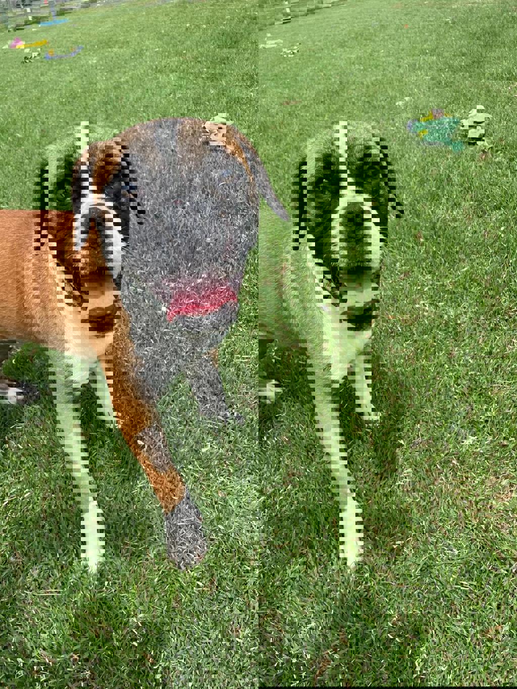 Thelma - Medium Female Pug x American Staffy Mix Dog in VIC - PetRescue