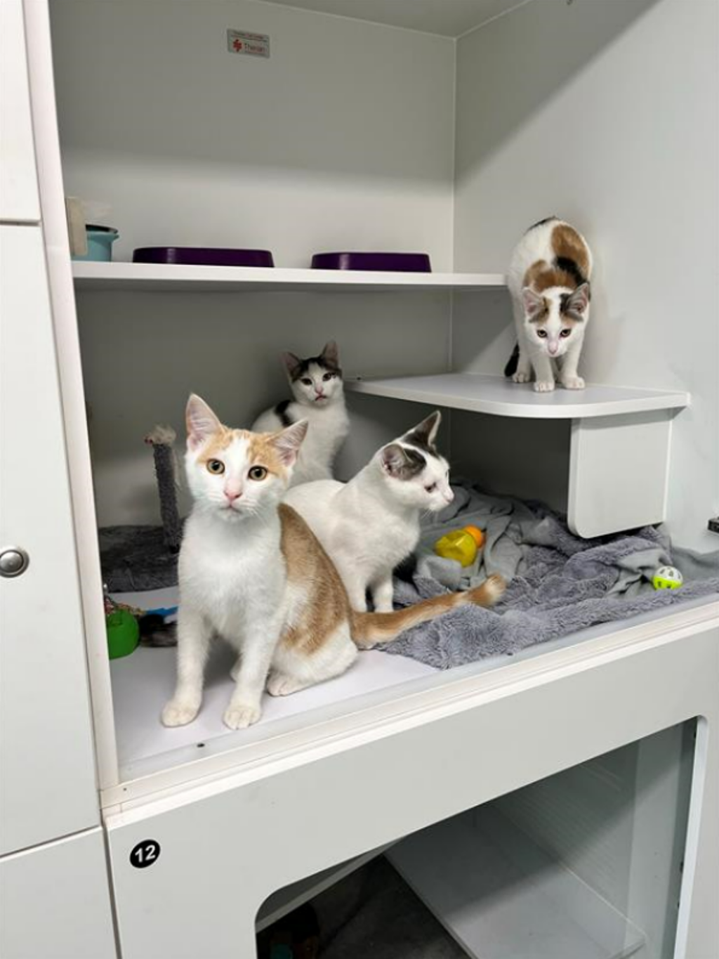 Shenzi - Female Domestic Short Hair Mix Cat in VIC - PetRescue