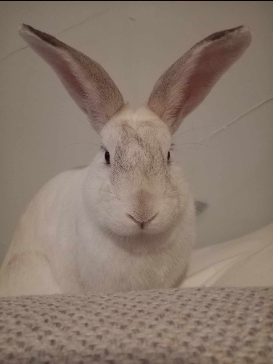 Adorable Piotr - Male Flemish Giant Mix Rabbit in VIC - PetRescue