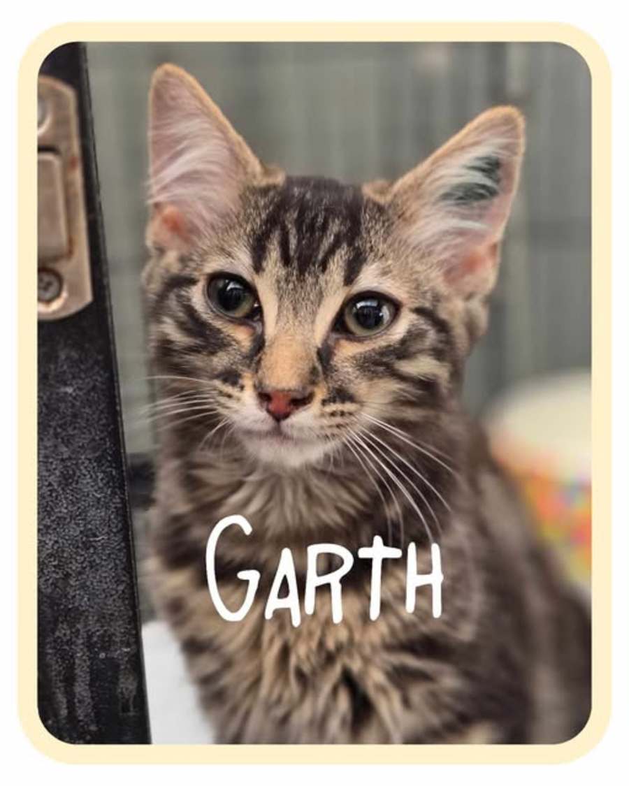 Garth - Male Domestic Short Hair (DSH) Cat in VIC - PetRescue
