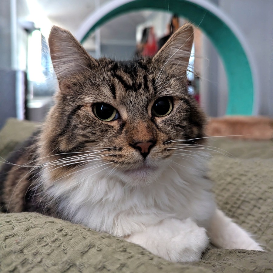 Sherwin - Male Domestic Long Hair (DLH) Cat in NSW - PetRescue