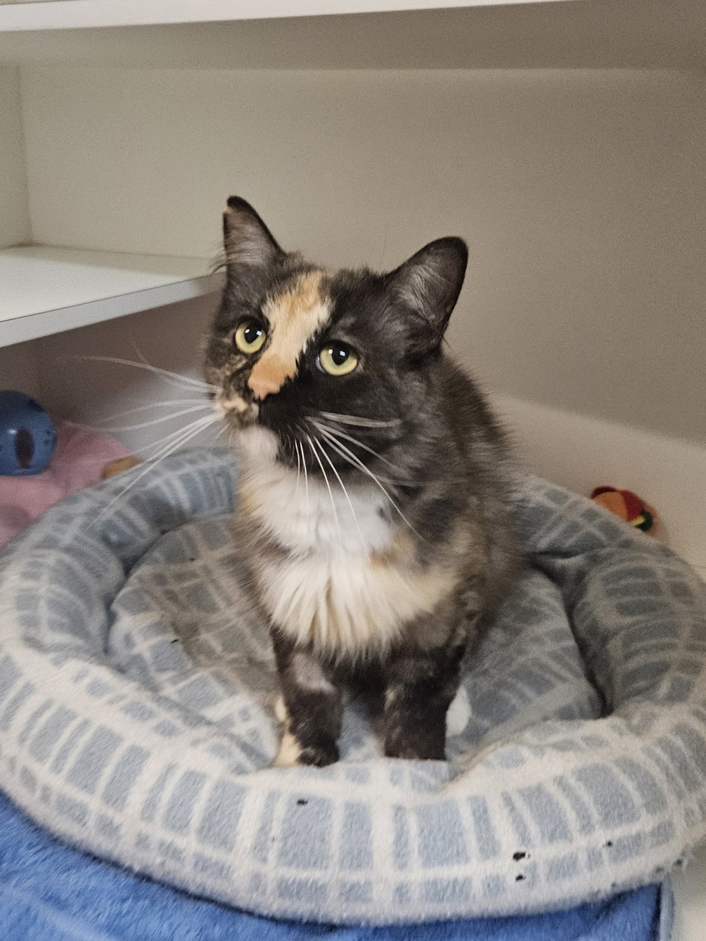 Mixie - Female Dmh Mix Cat in WA - PetRescue