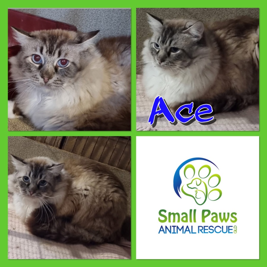 Small Paws Animal Rescue QLD - PetRescue