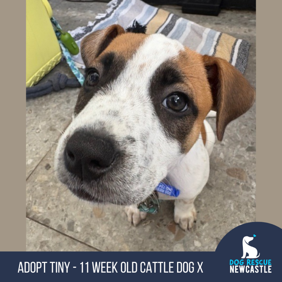 Tiny - 11 Week Old Cattle Dog X (trial 28/1) - Medium Female Australian ...