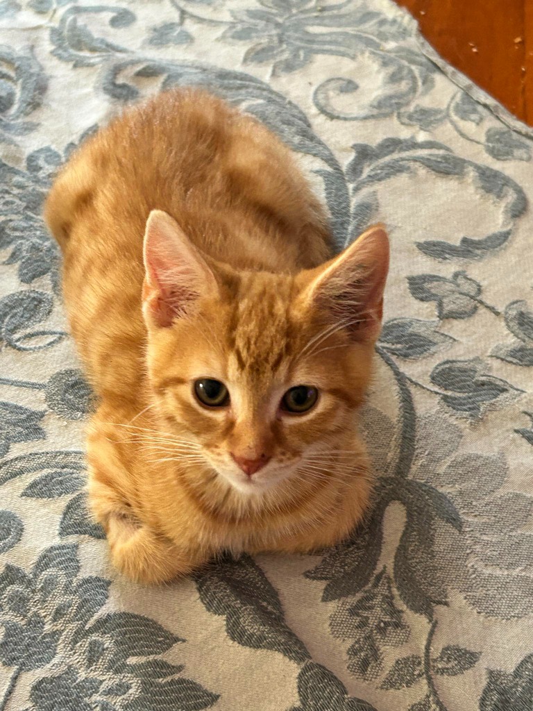 Dexter - Male Domestic Short Hair (DSH) Mix Cat in VIC - PetRescue