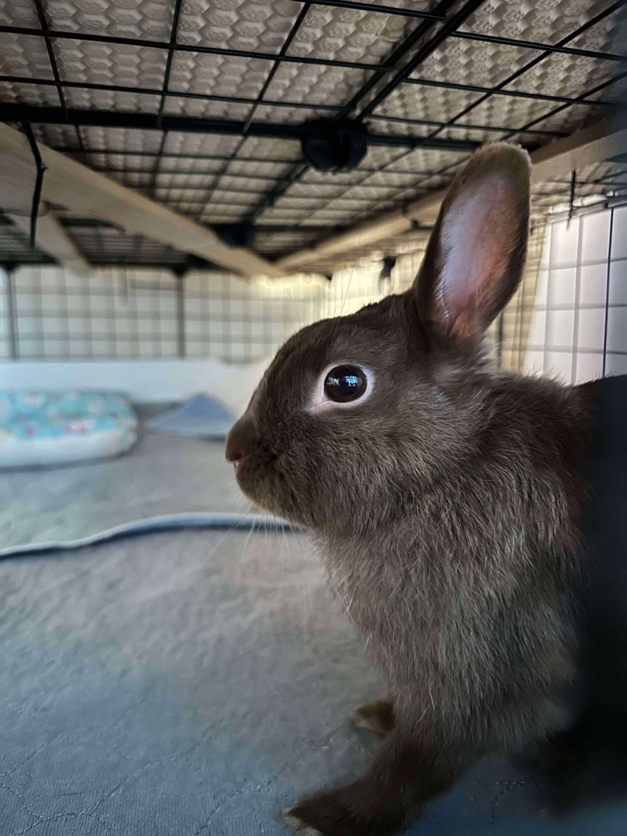 Bonito - Female Netherland Dwarf Mix Rabbit in VIC - PetRescue