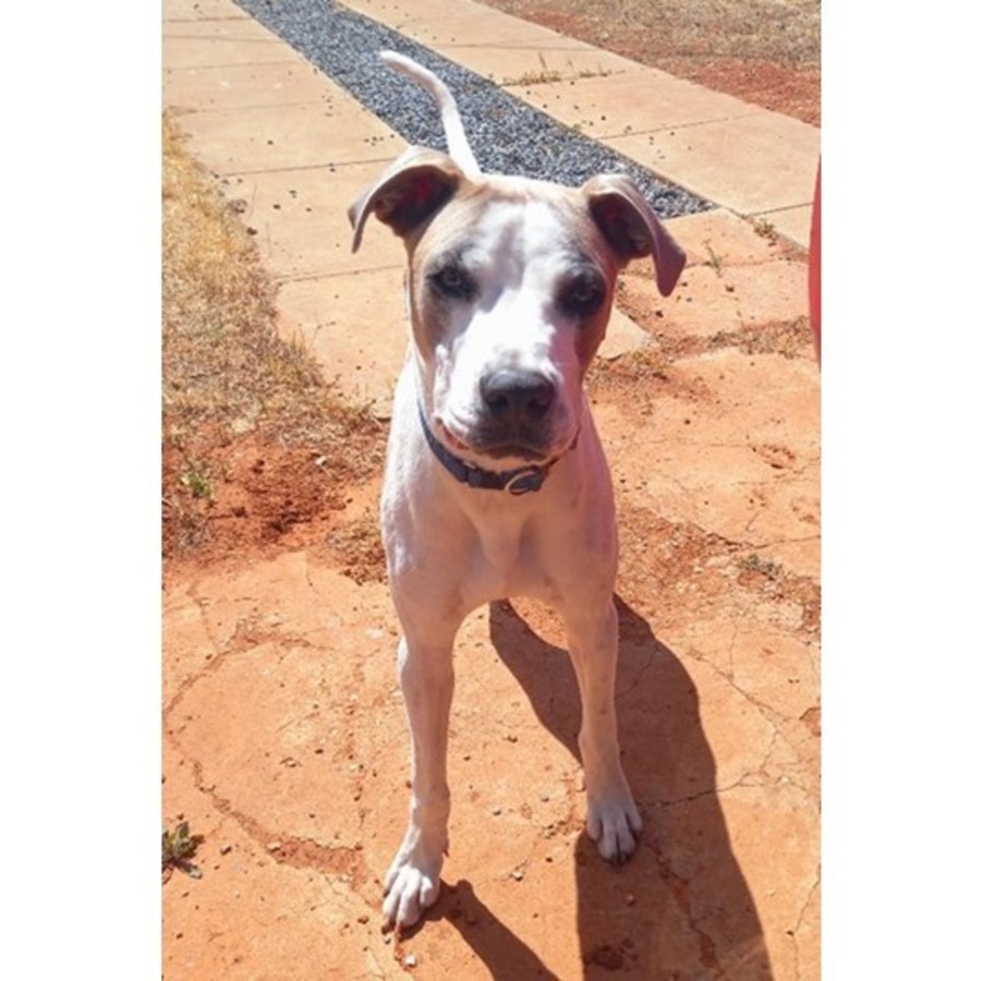 Scruffer Lovers - PetRescue