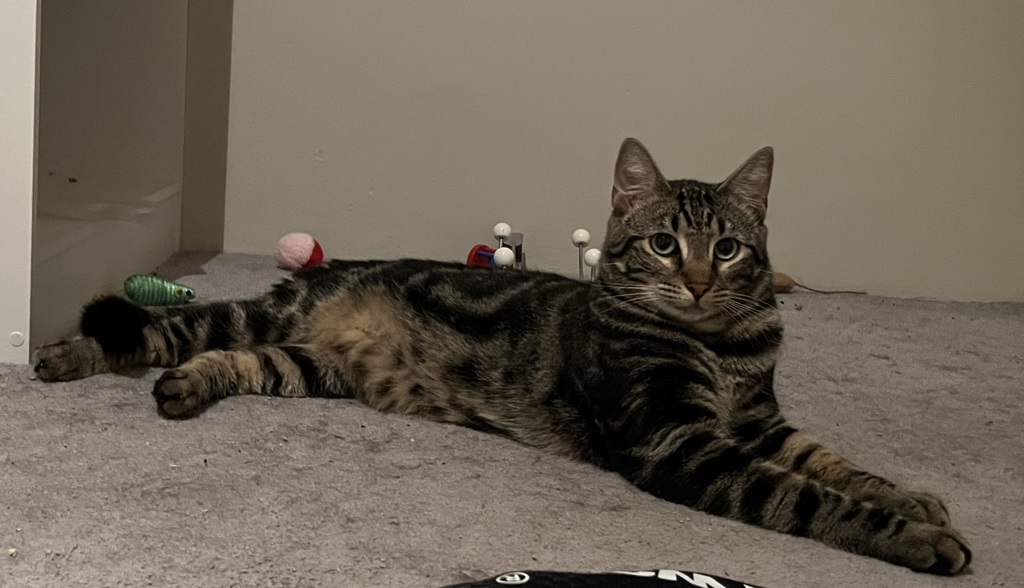 Kaleb - Male Domestic Short Hair Mix Cat in WA - PetRescue