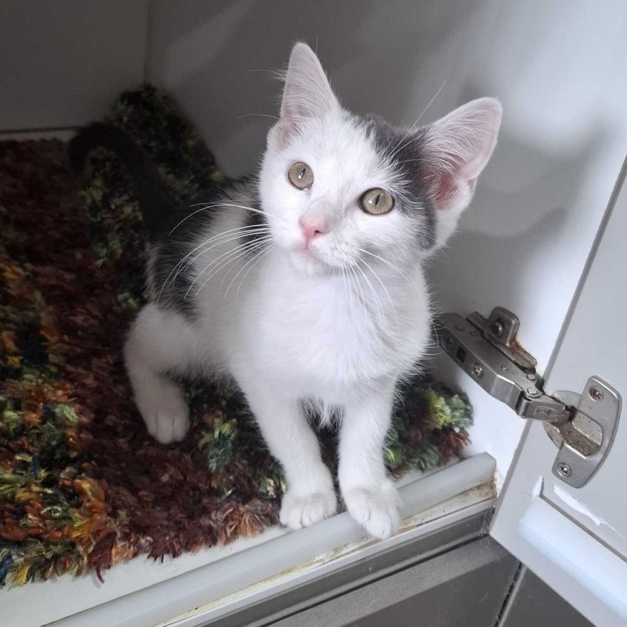 Mishka - Female Domestic Short Hair (DSH) Cat in VIC - PetRescue