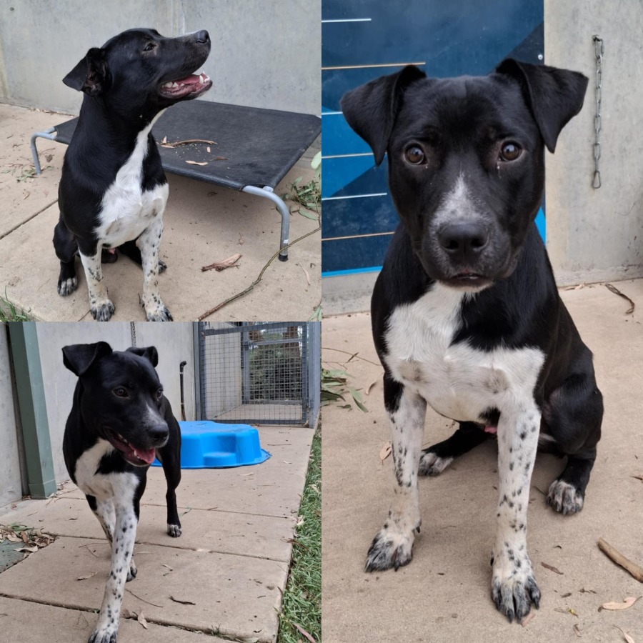 Corey - Medium Male Australian Cattle Dog x American Staffordshire ...