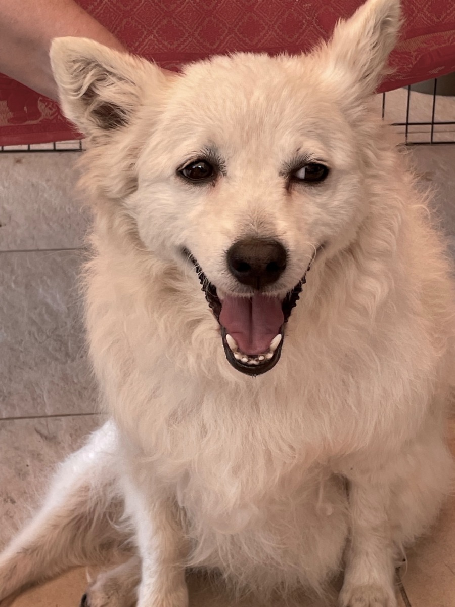 Yoko - Small Female Japanese Spitz Dog in NSW - PetRescue