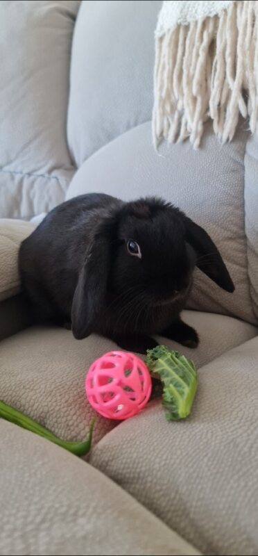 Fiji - Female Lop Eared Rabbit in NSW - PetRescue