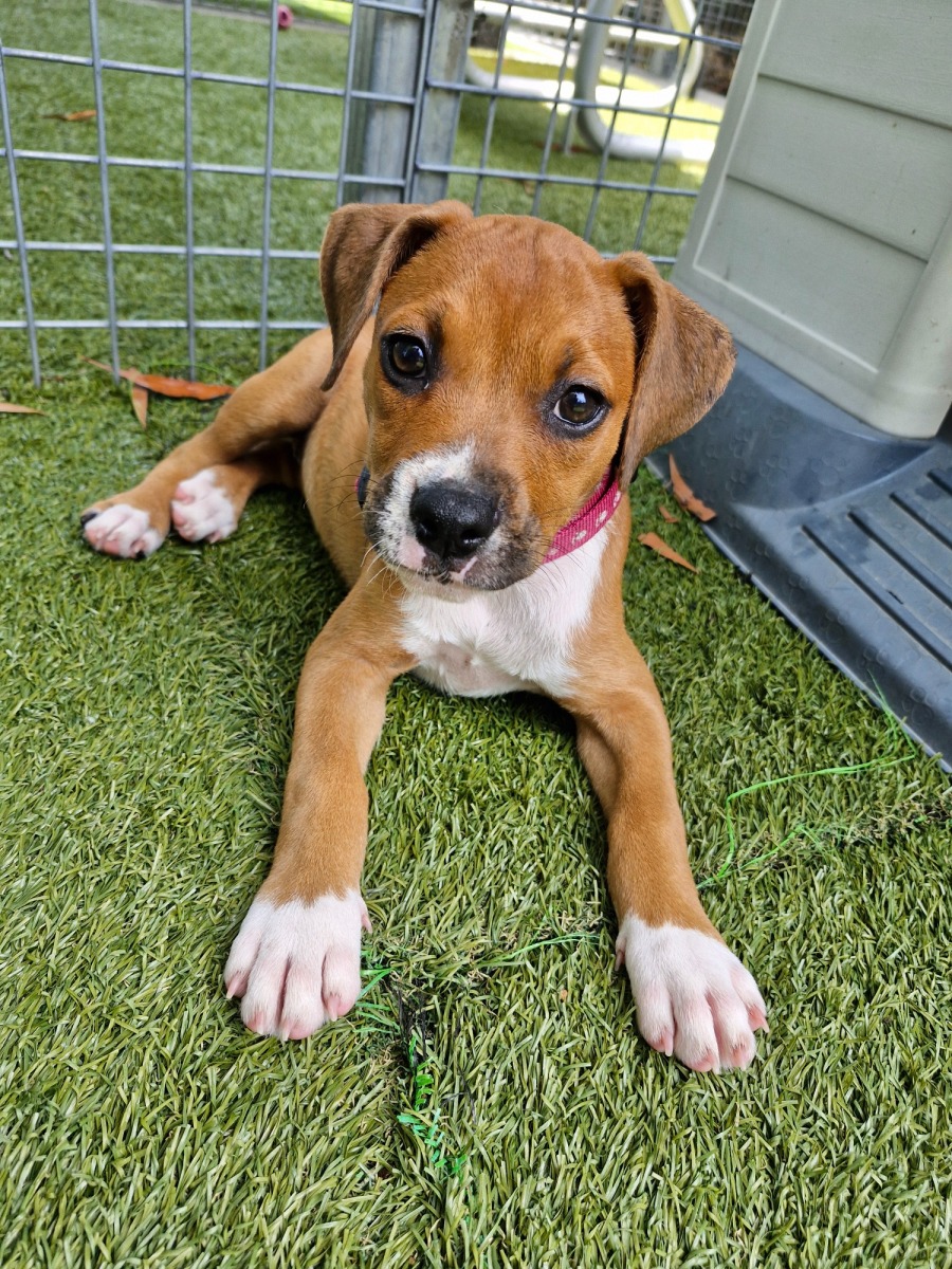 D1095 Feli - Large Female American Staffordshire Terrier Mix Dog in NSW ...