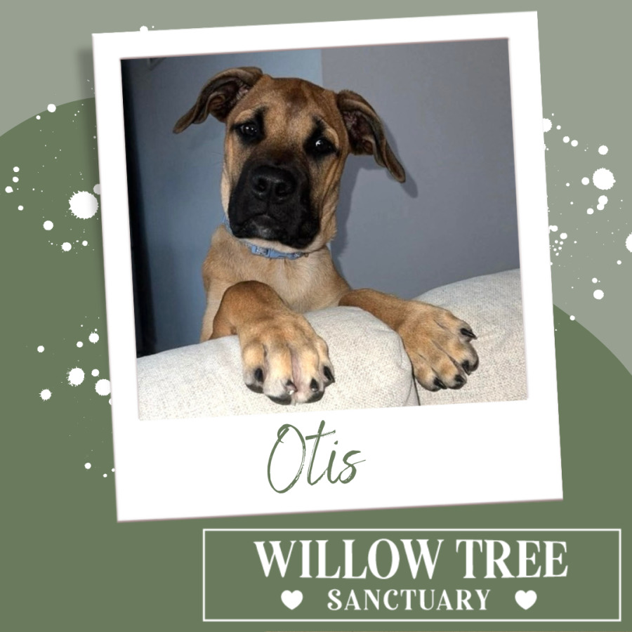 Otis - Medium Male Australian Kelpie Mix Dog in QLD - PetRescue