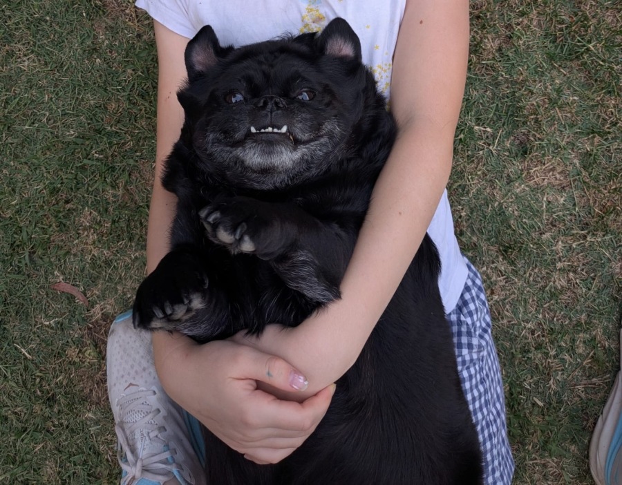 Asher - Small Male Pug x Jack Russell Terrier Mix Dog in VIC - PetRescue