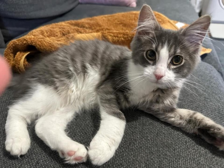 Geordie - Male Domestic Long Hair (DLH) Cat in VIC - PetRescue