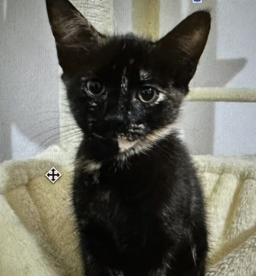 Ciara - Female Domestic Short Hair (DSH) Cat in NSW - PetRescue