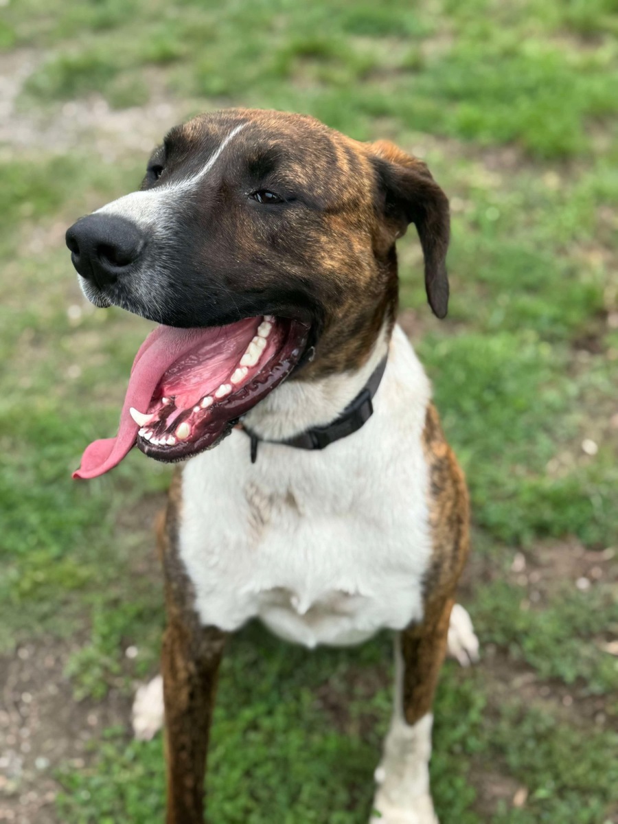 Axel - Large Male Great Dane x Irish Wolfhound x Bull Arab Mix Dog in ...