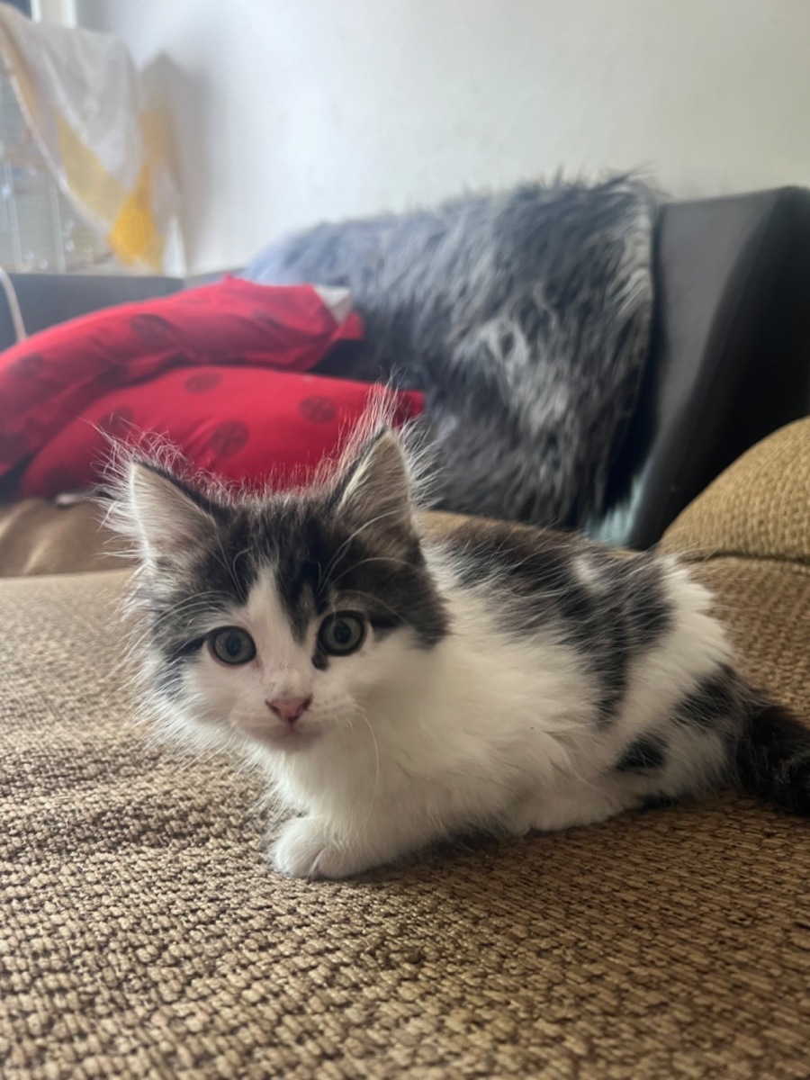 Harry - Male Persian Mix Cat in VIC - PetRescue