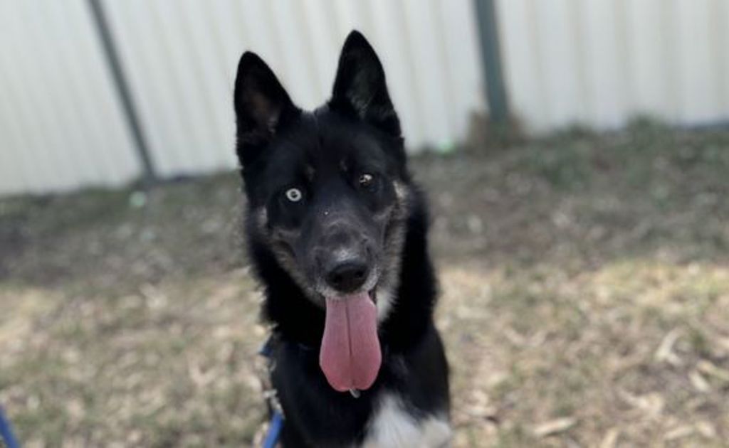 Toaster - Large Male German Shepherd x Siberian Husky Mix Dog in VIC ...