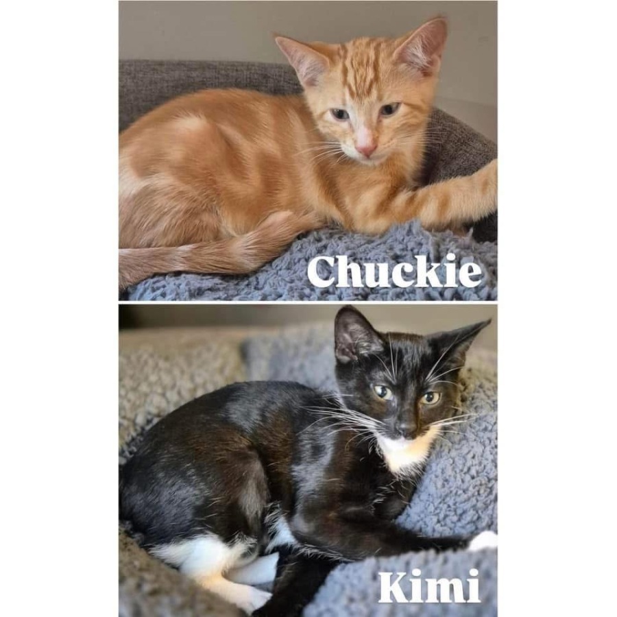 11524/6 - Chuckie & Kimi - Female Domestic Short Hair (DSH) Cat in WA ...