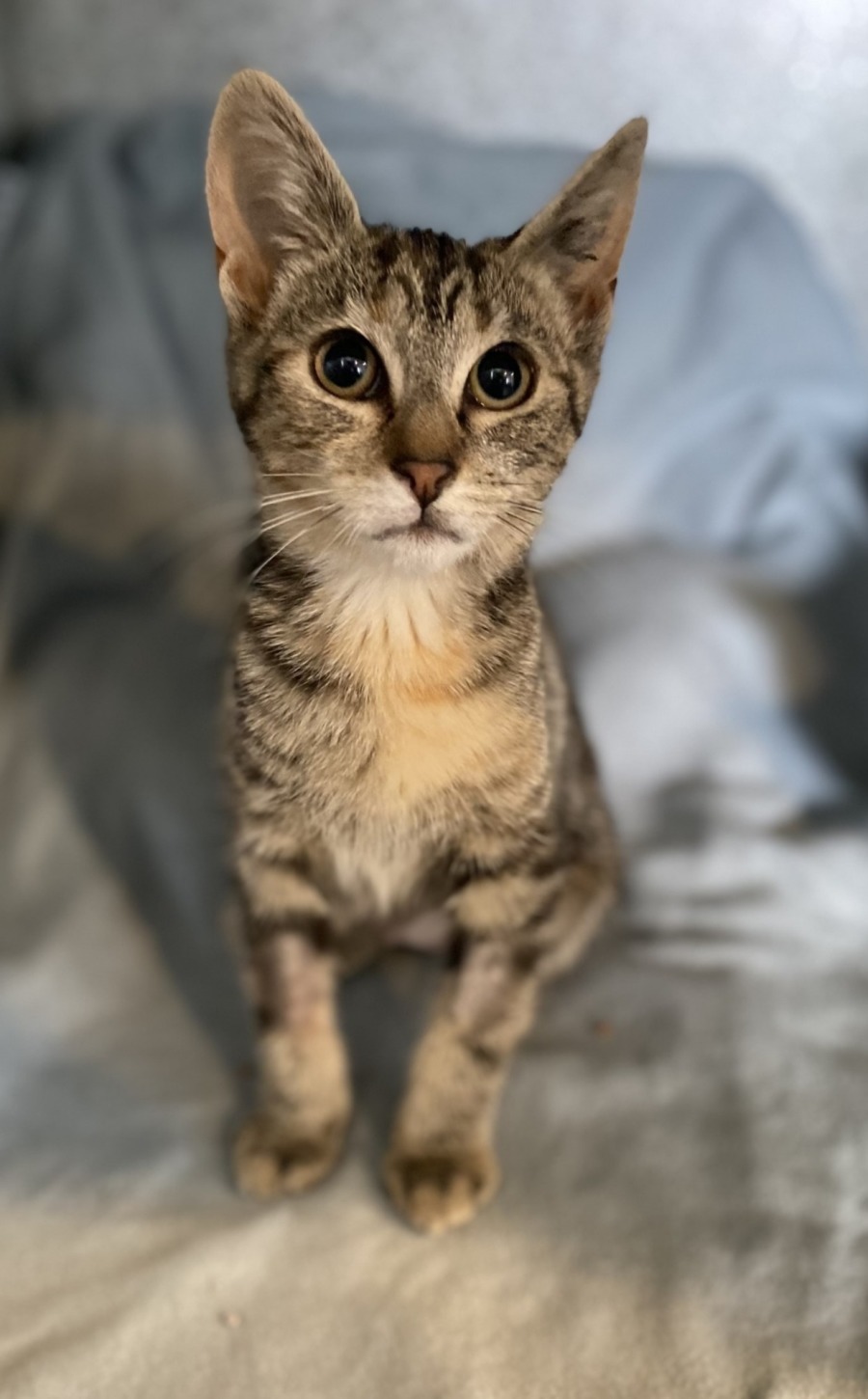 Peach - Female Domestic Short Hair (DSH) Cat in VIC - PetRescue