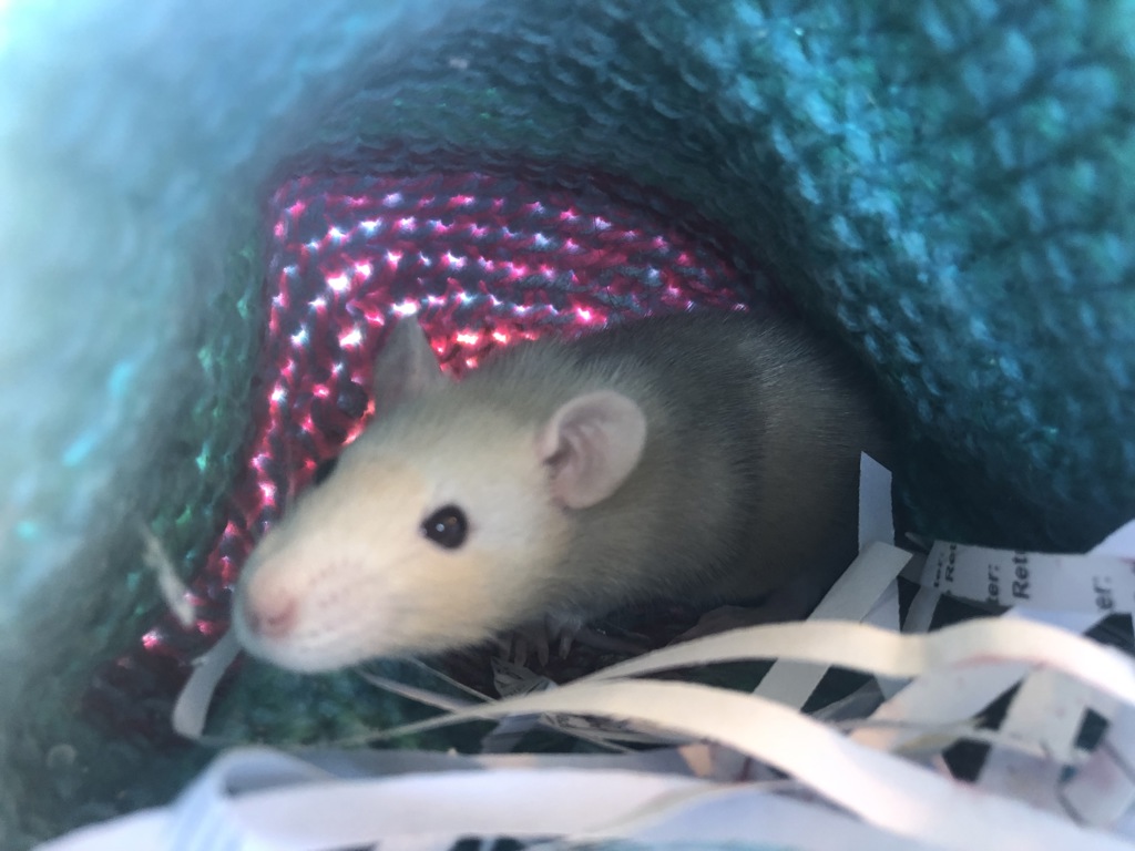 Blueberry - Female Rat Mix Rat in TAS - PetRescue