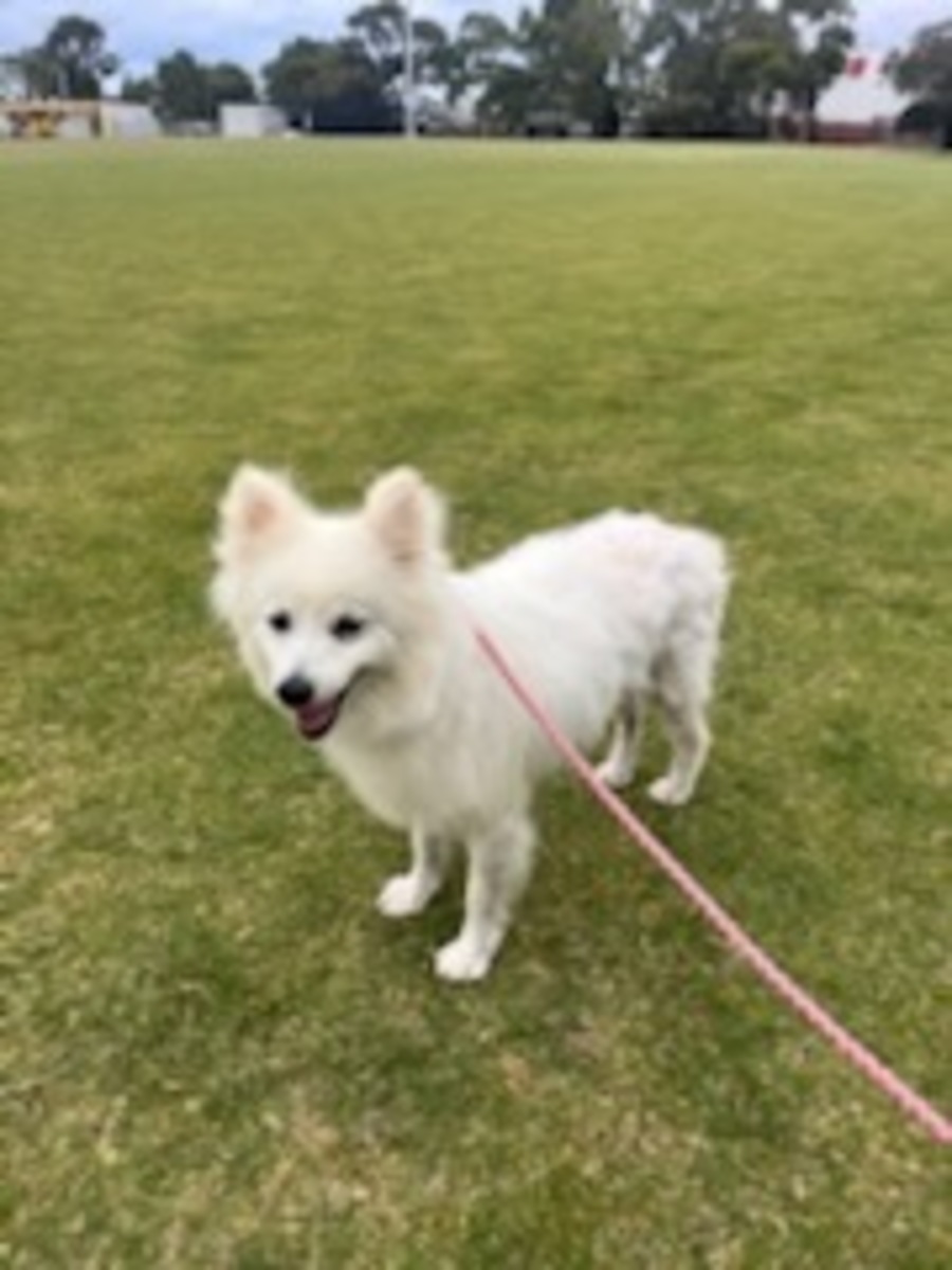 Tara - Small Female Japanese Spitz Dog in VIC - PetRescue