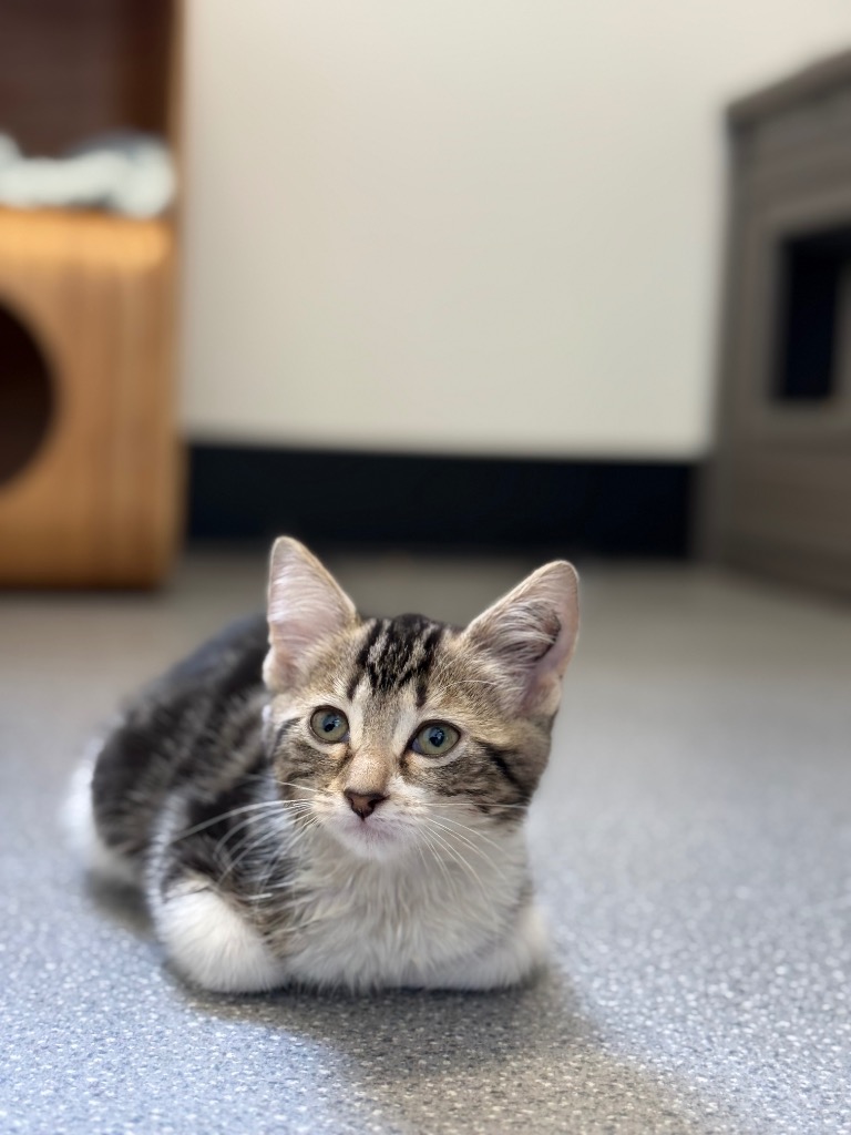 Mimi - Female Domestic Short Hair (DSH) Mix Cat in TAS - PetRescue